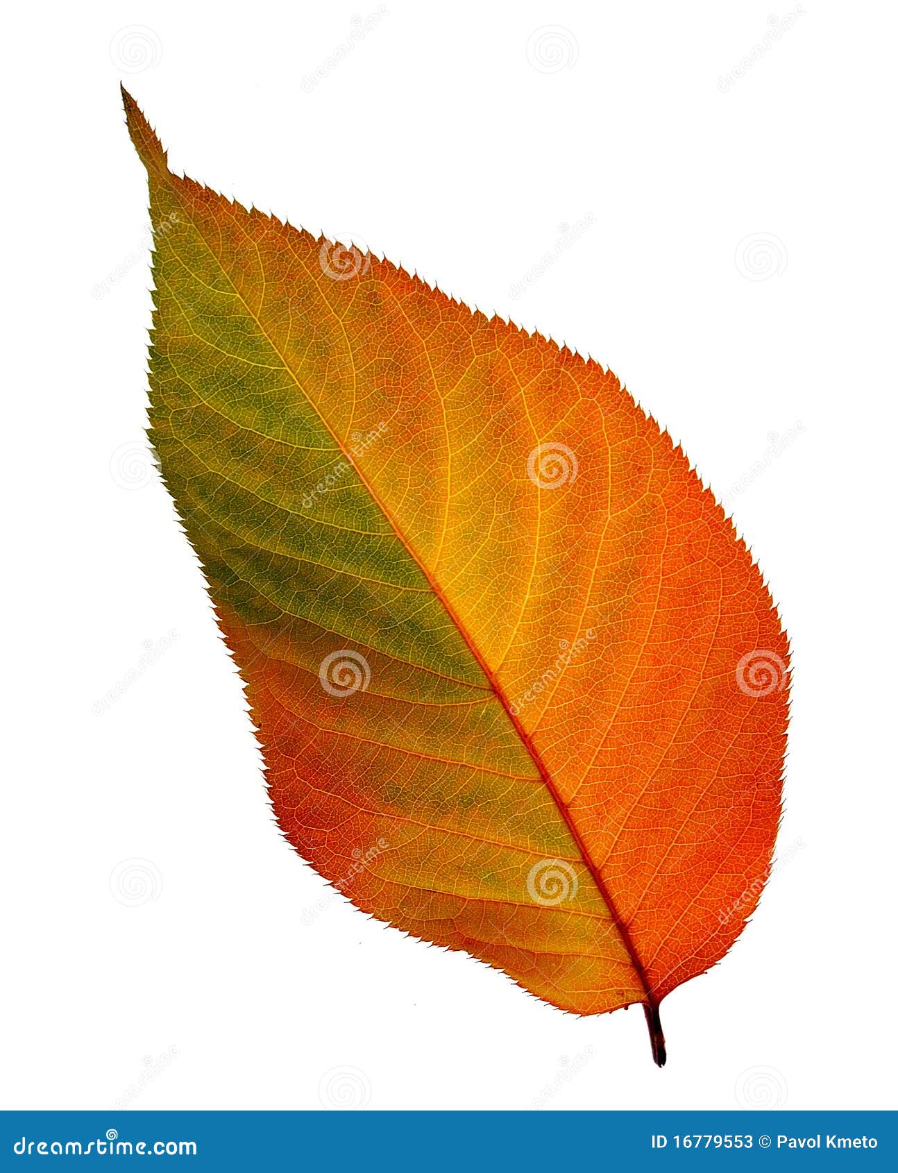 Fall leaf stock image. Image of green, golden, background - 16779553