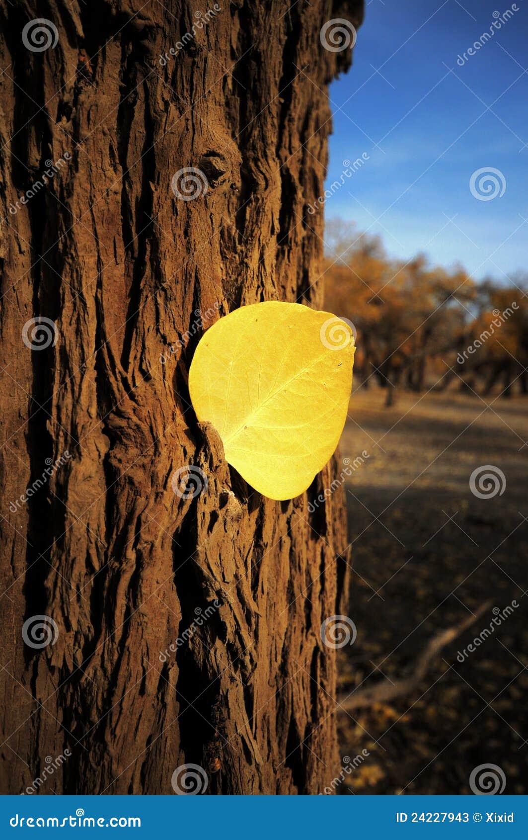 Fall leaF stock image. Image of tree, autumn, leaf, seasonal - 24227943