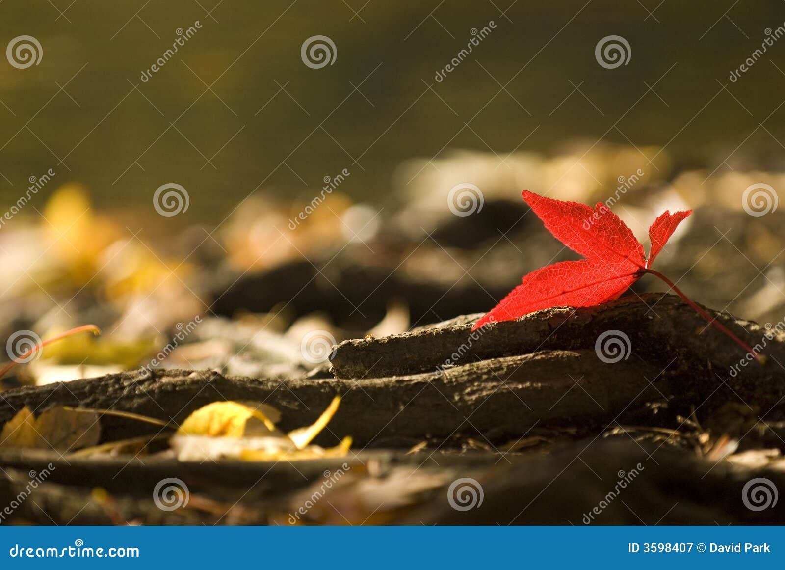 Fall Leaf stock image. Image of outside, landscape, seasonal - 3598407