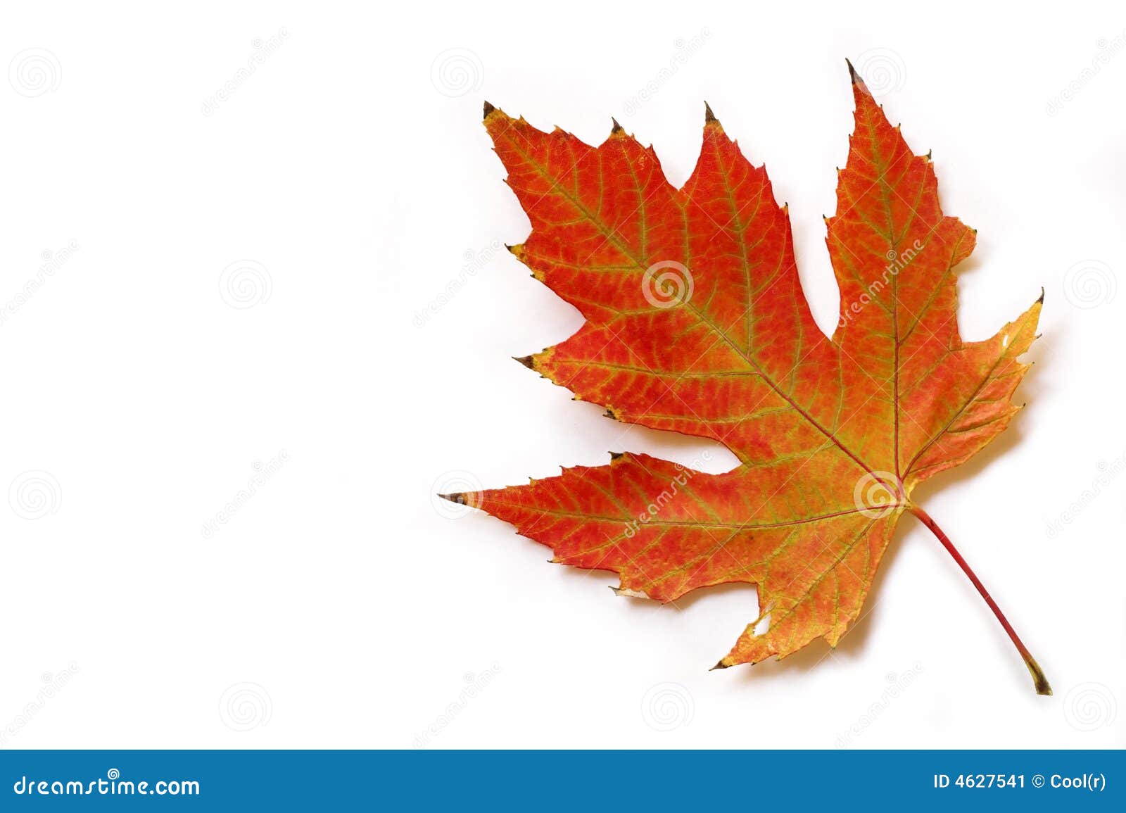 Fall leaf stock image. Image of object, november, happy - 4627541