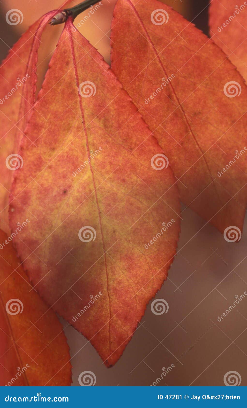 Fall leaf stock image. Image of leaves, fall, seasonal, sumac - 47281