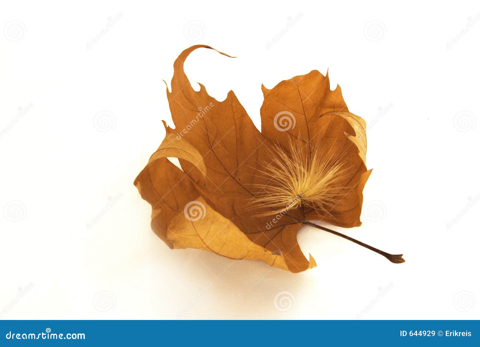 Fall leaf stock image. Image of garden, background, plant - 644929