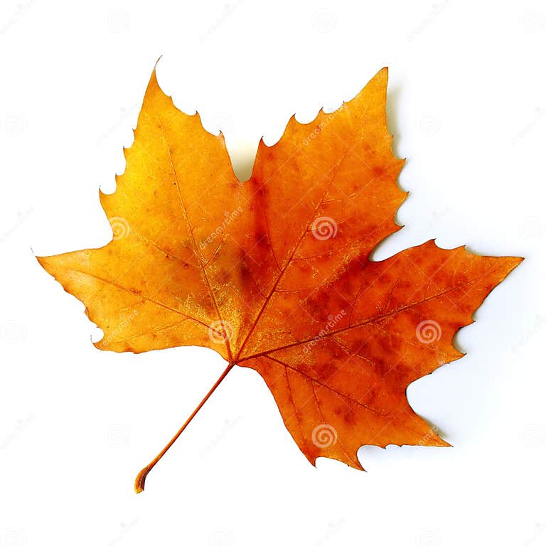 Fall Leaf stock image. Image of nature, colorful, natural - 6563335