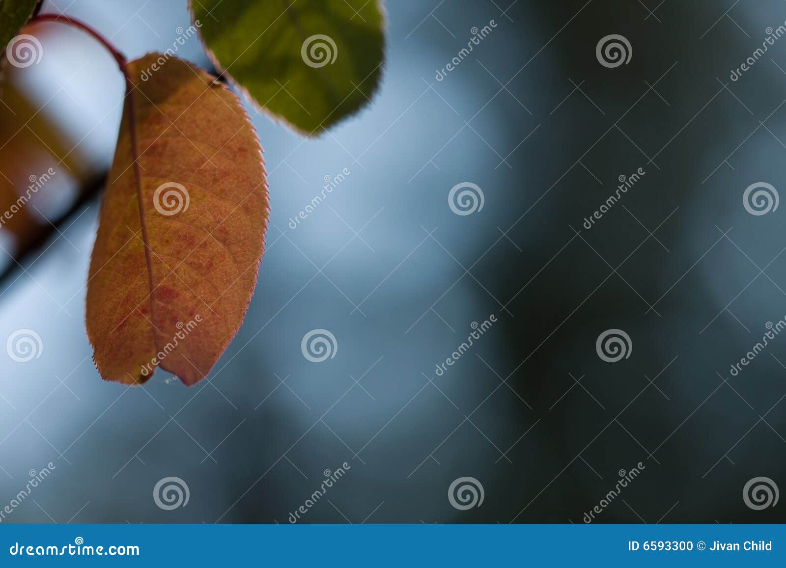 Fall leaf stock photo. Image of abstract, fall, plant - 6593300