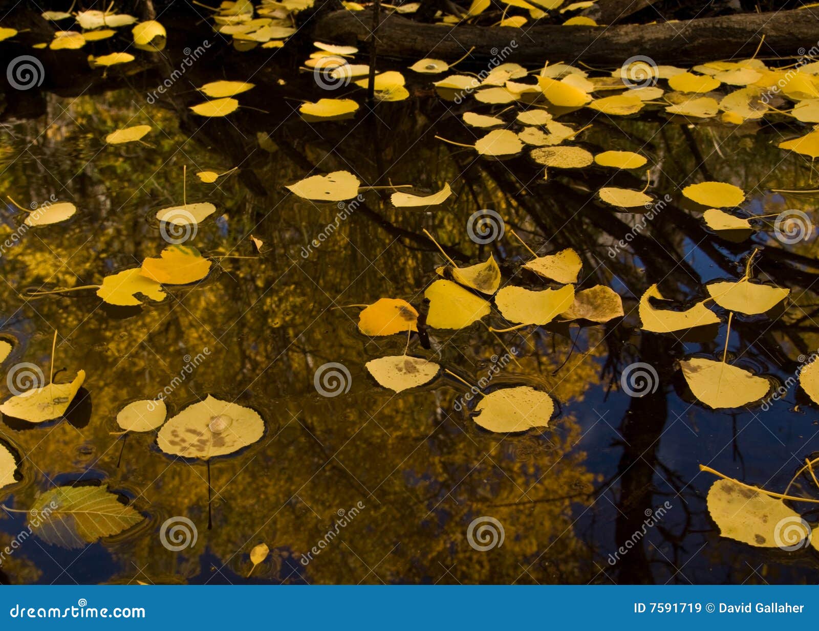 Fall leaf stock image. Image of season, leaf, nature, background - 7591719