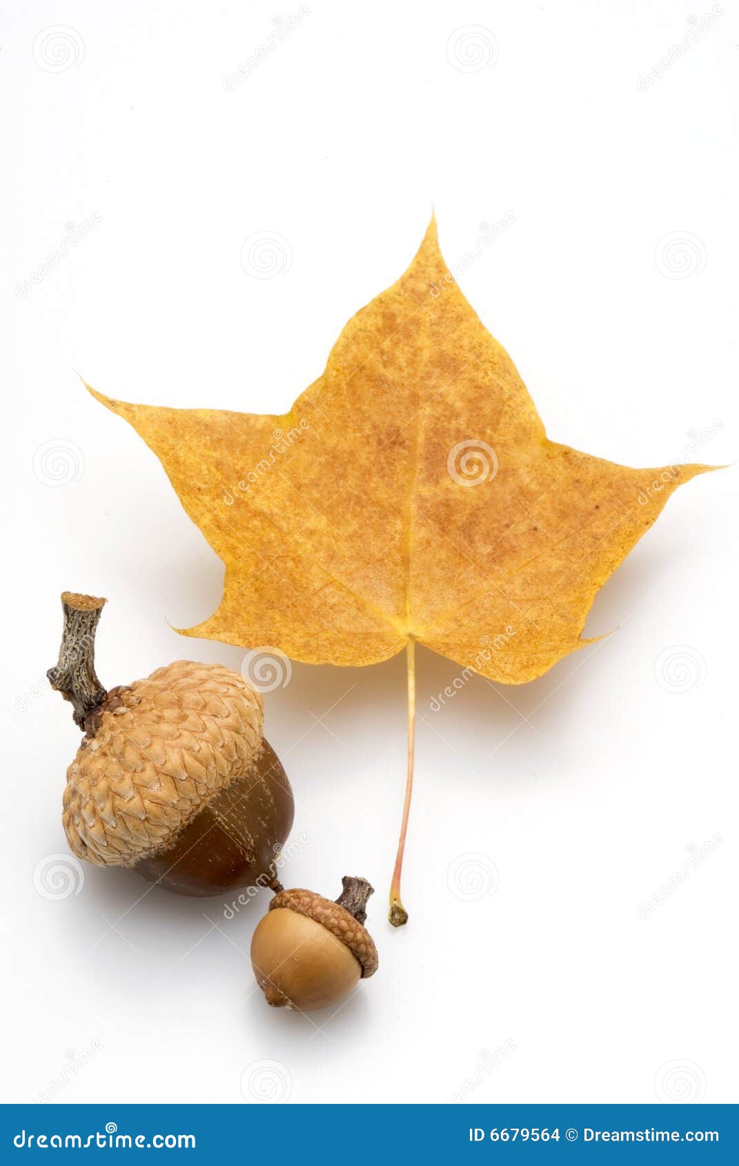 Fall Leaf and Acorns stock photo. Image of foliage, vivid - 6679564