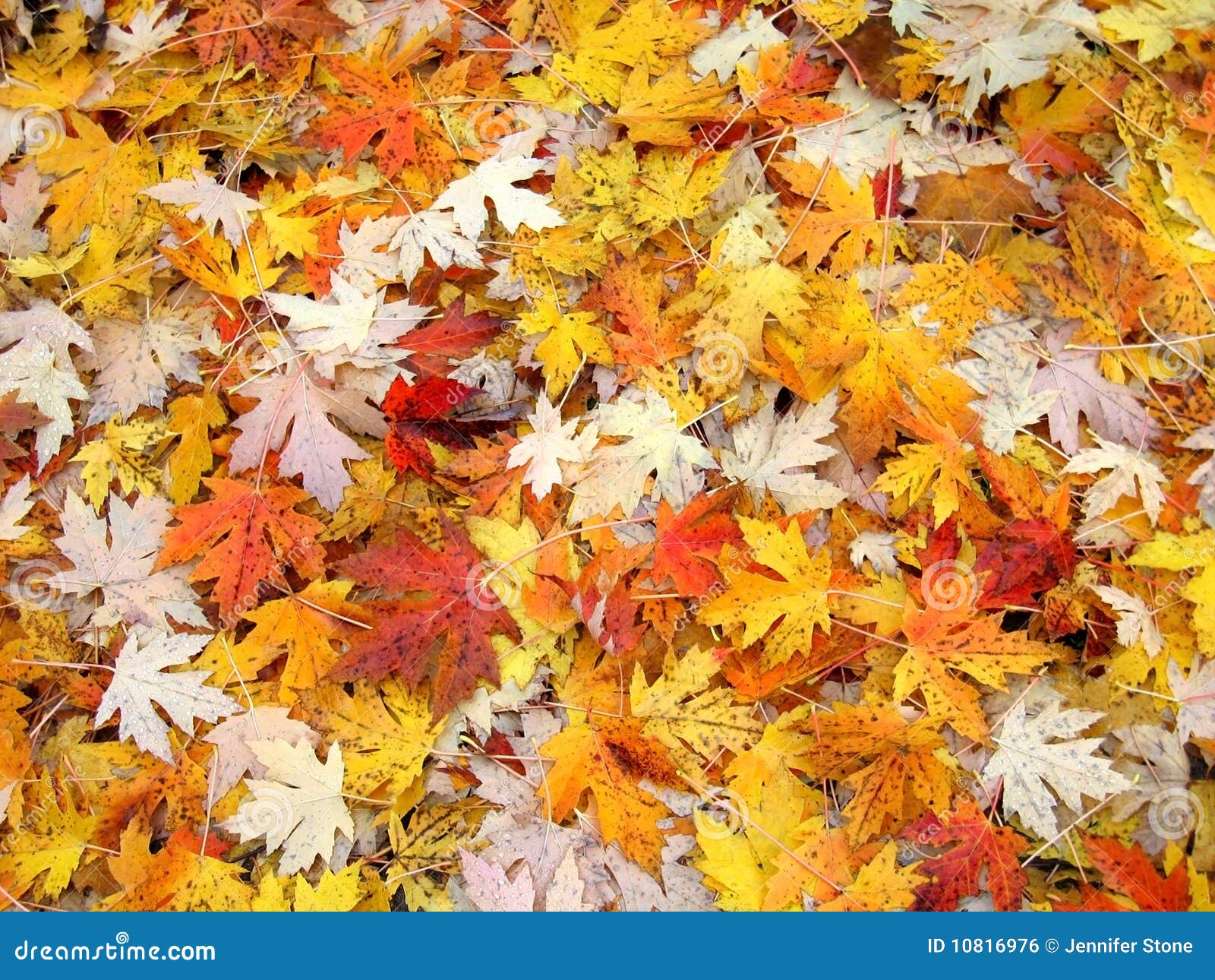 Fall Leaf Background stock photo. Image of pile, abstract - 10816976