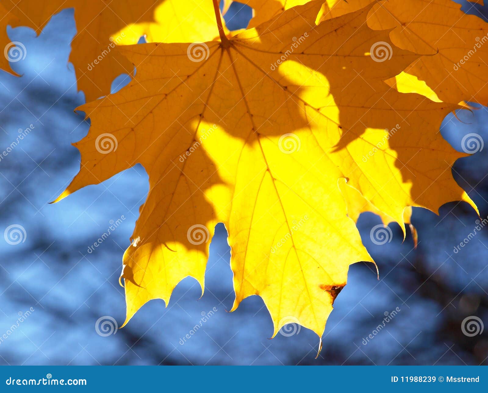 Fall Leaf in blue sky stock image. Image of autumn, nature - 11988239