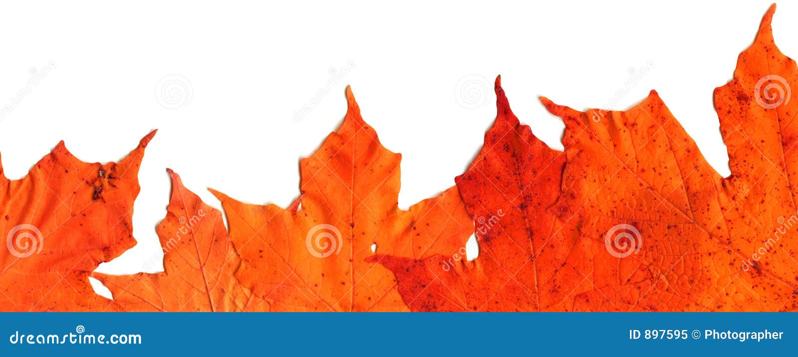 Fall Leaf Border stock image. Image of fall, orange, abstract - 897595