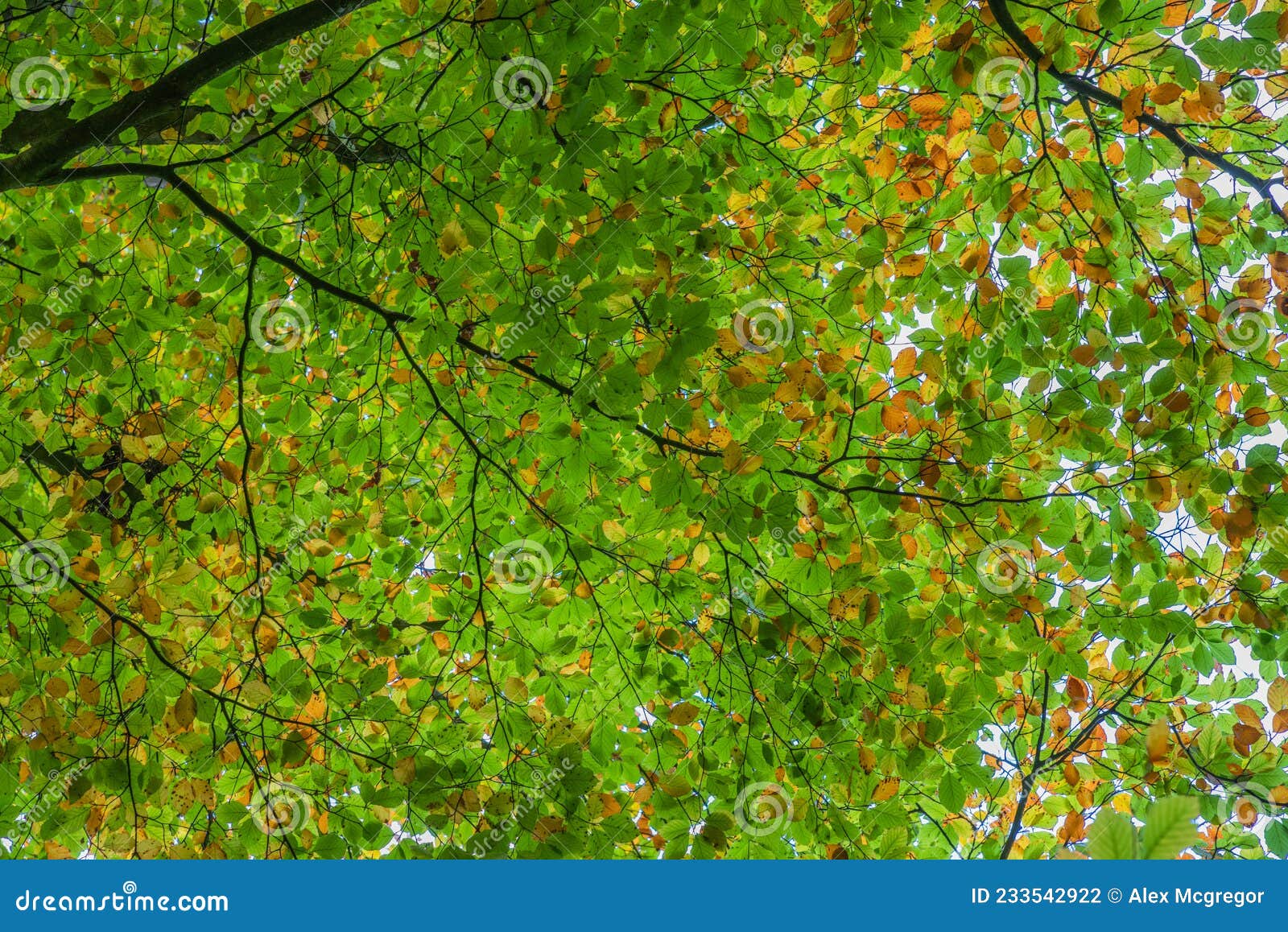 Fall Leaf Canopy Backlit Background Stock Photo - Image of october ...