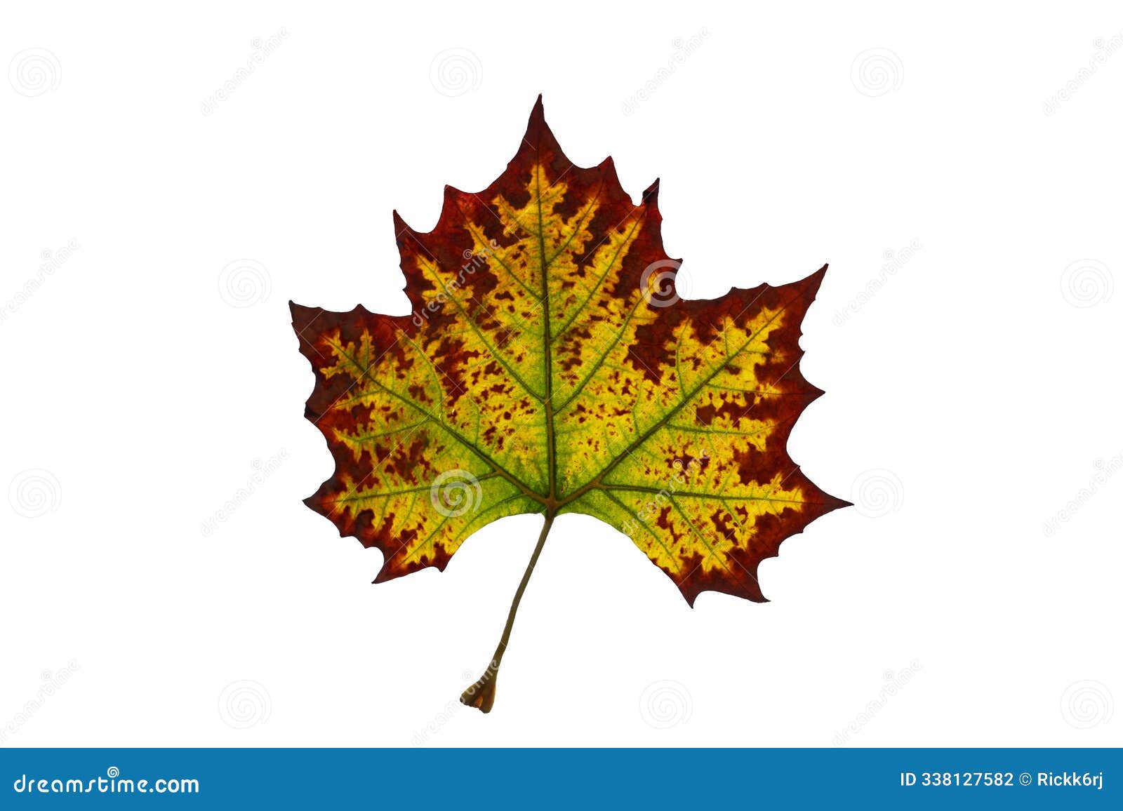 Fall Leaf Changing Colors Isolated on White Background Stock Photo ...