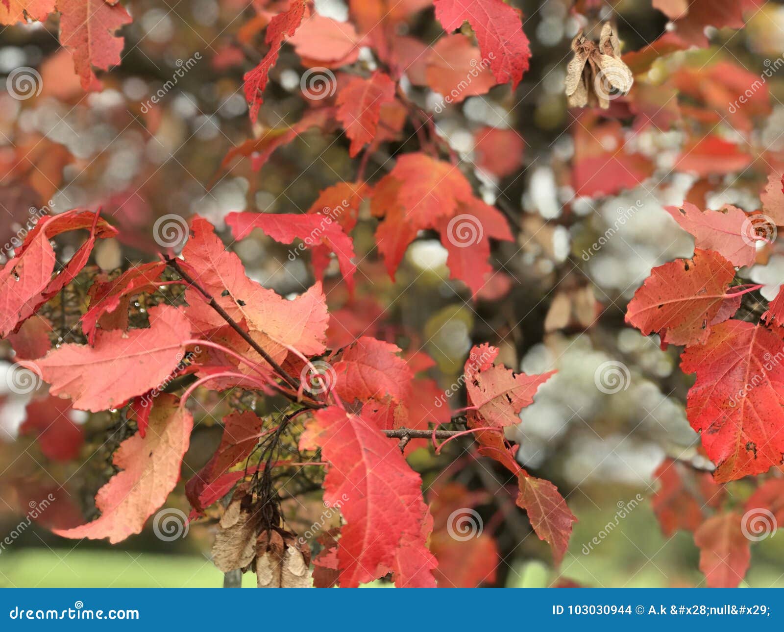 Fall stock photo. Image of fall, leaf, colors, changing - 103030944