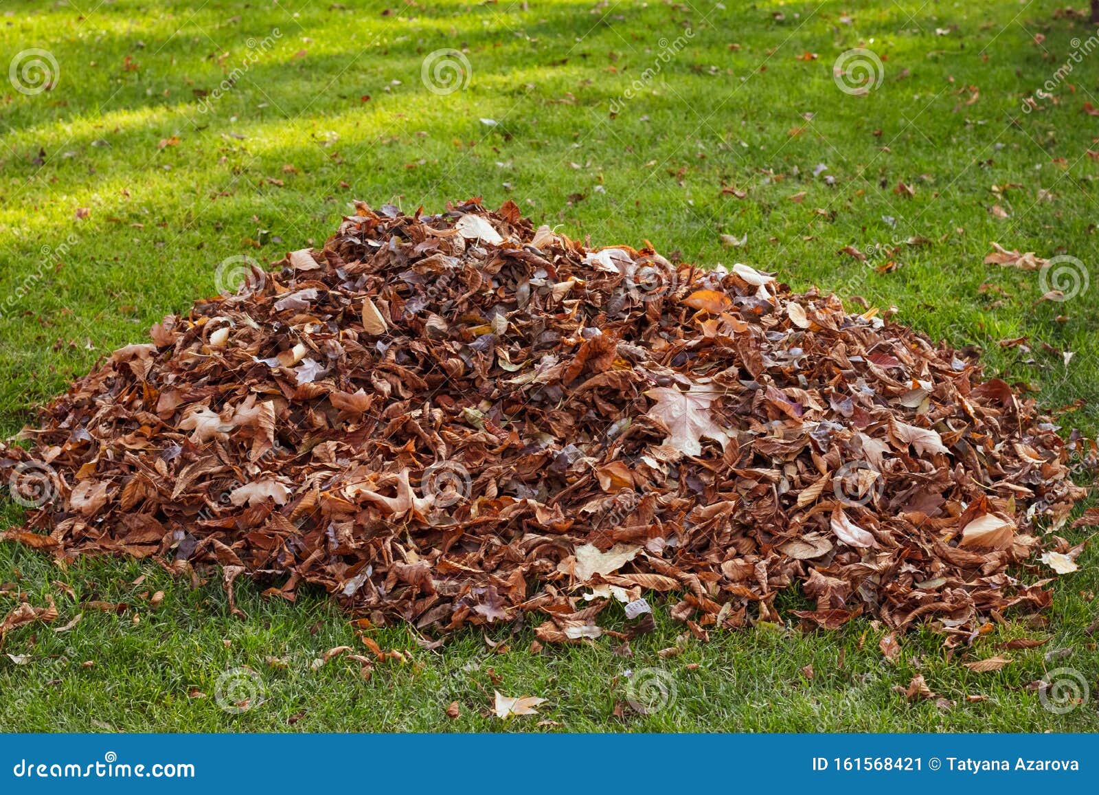 Fall Leaf Clean-Up. a Pile of Fallen Leaves on the Lawn. Territory ...