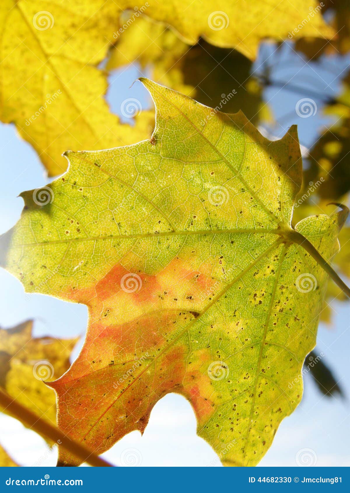 Fall leaf close up stock photo. Image of bright, nature - 44682330