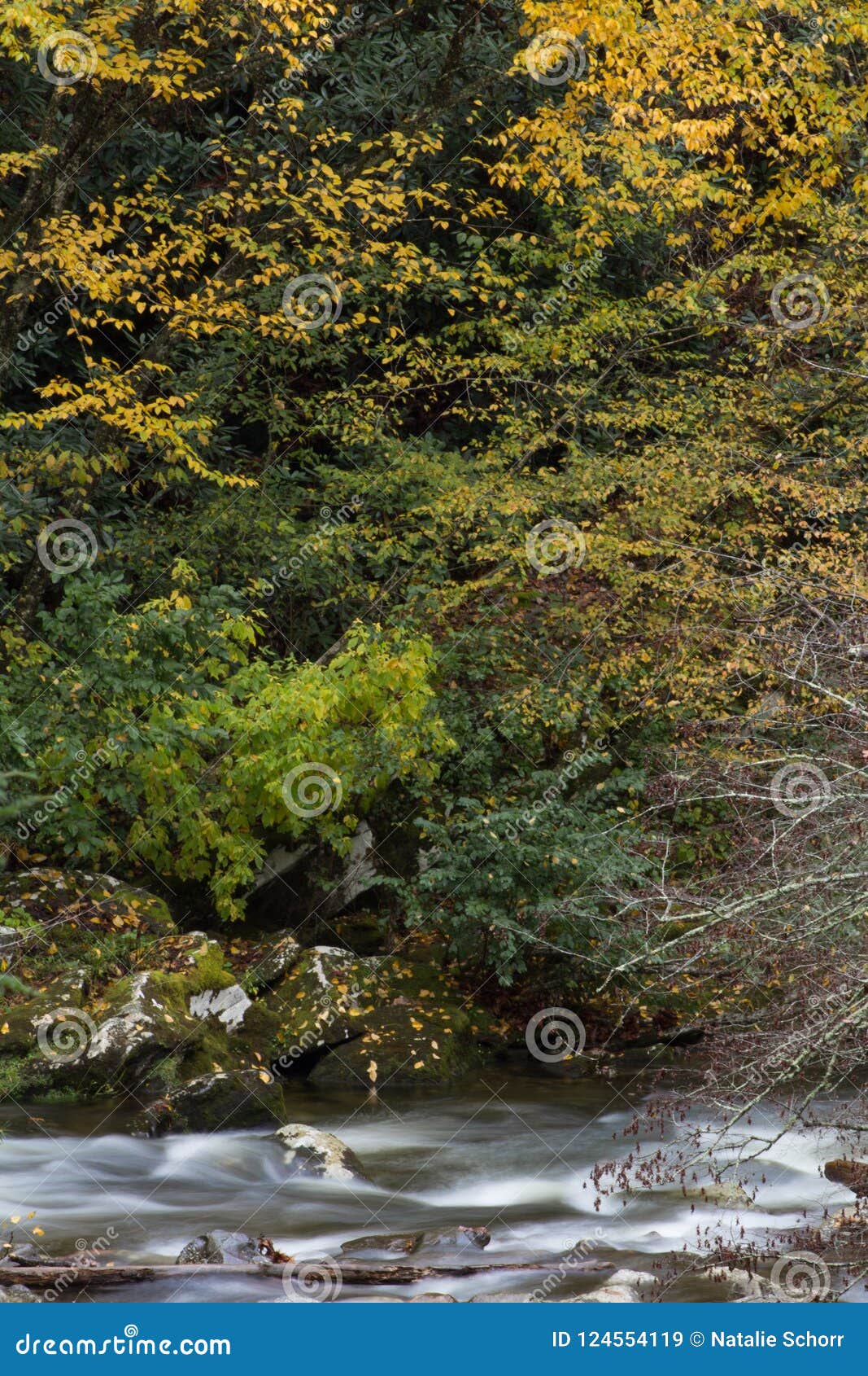 Fall Leaf Colors Over a Mountain Stream Stock Image - Image of autumn ...