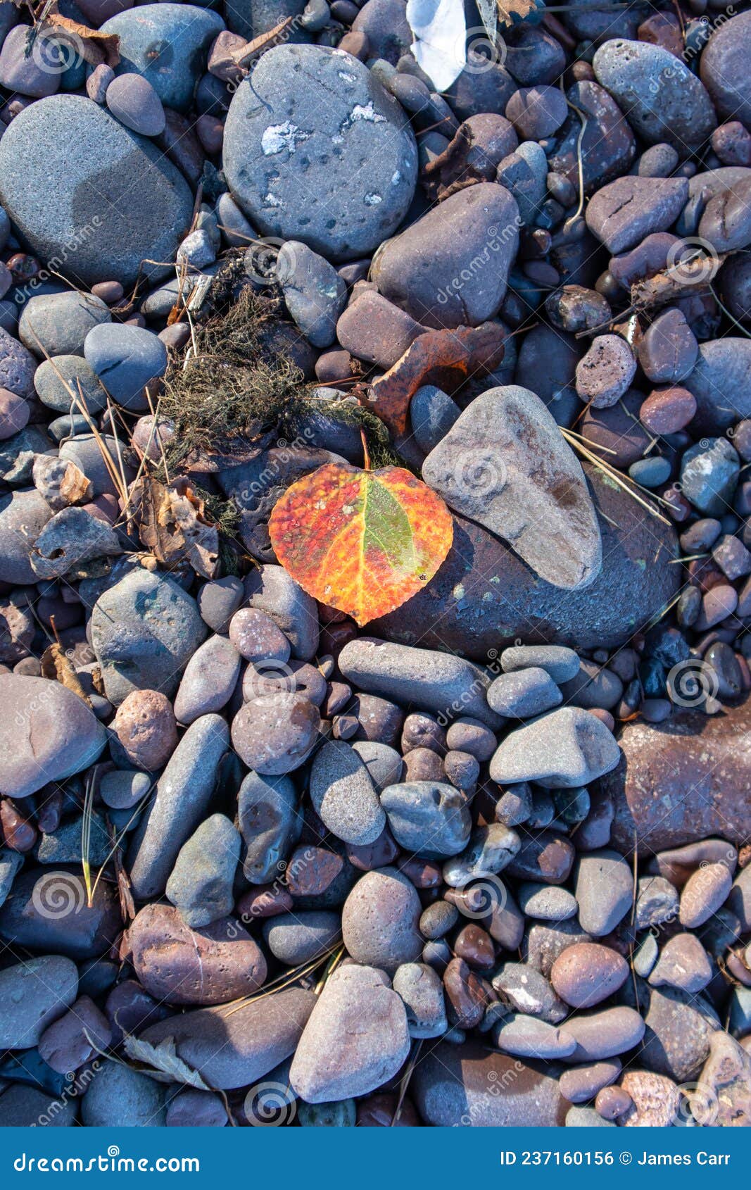 Fall Leaf - Copper Harbor, Michigan Stock Photo - Image of rocky ...