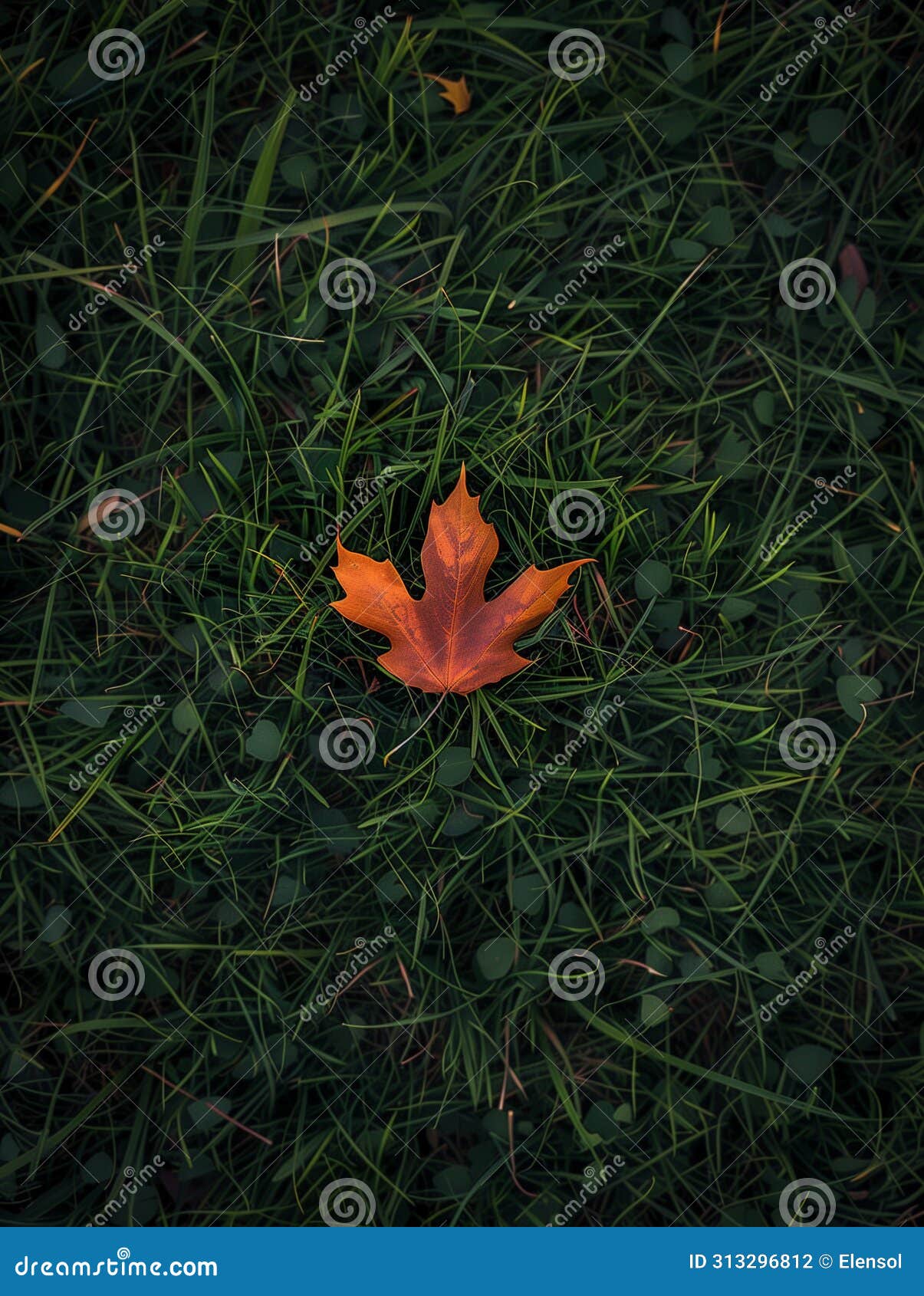 Fall Leaf on the Dark Grass Stock Illustration - Illustration of ...