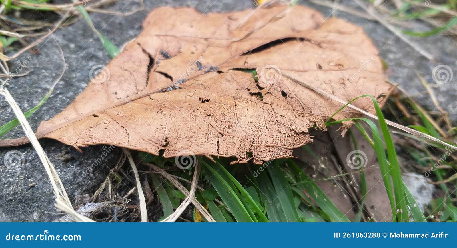 Fall Leaf Dry stock photo. Image of plant, nature, wildlife - 261863288