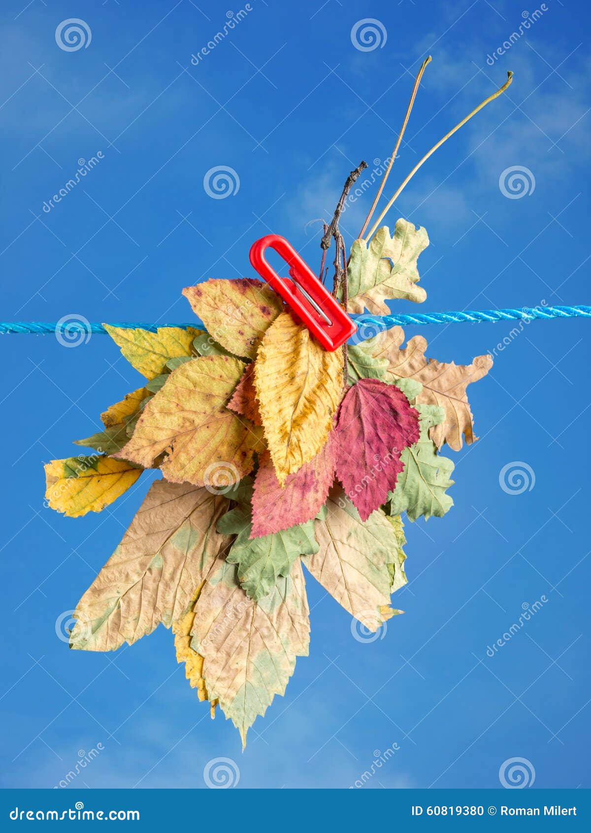 Fall leaf drying stock photo. Image of leaf, colorful - 60819380