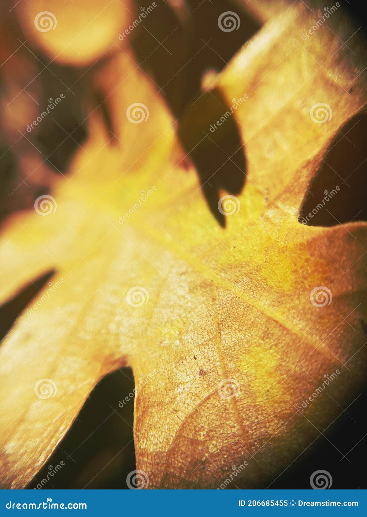 Fall leaf stock image. Image of crisp, leaf, golden - 206685455