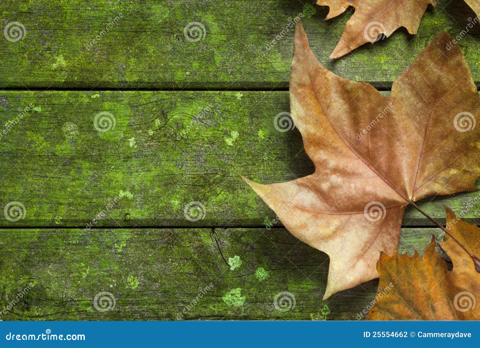 Autumn Fall Leaf Green Background Stock Photo - Image of fallen ...
