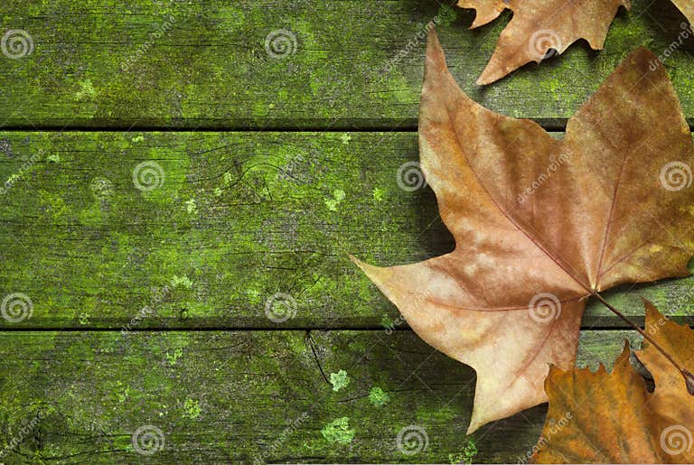 Autumn Fall Leaf Green Background Stock Photo - Image of fallen ...