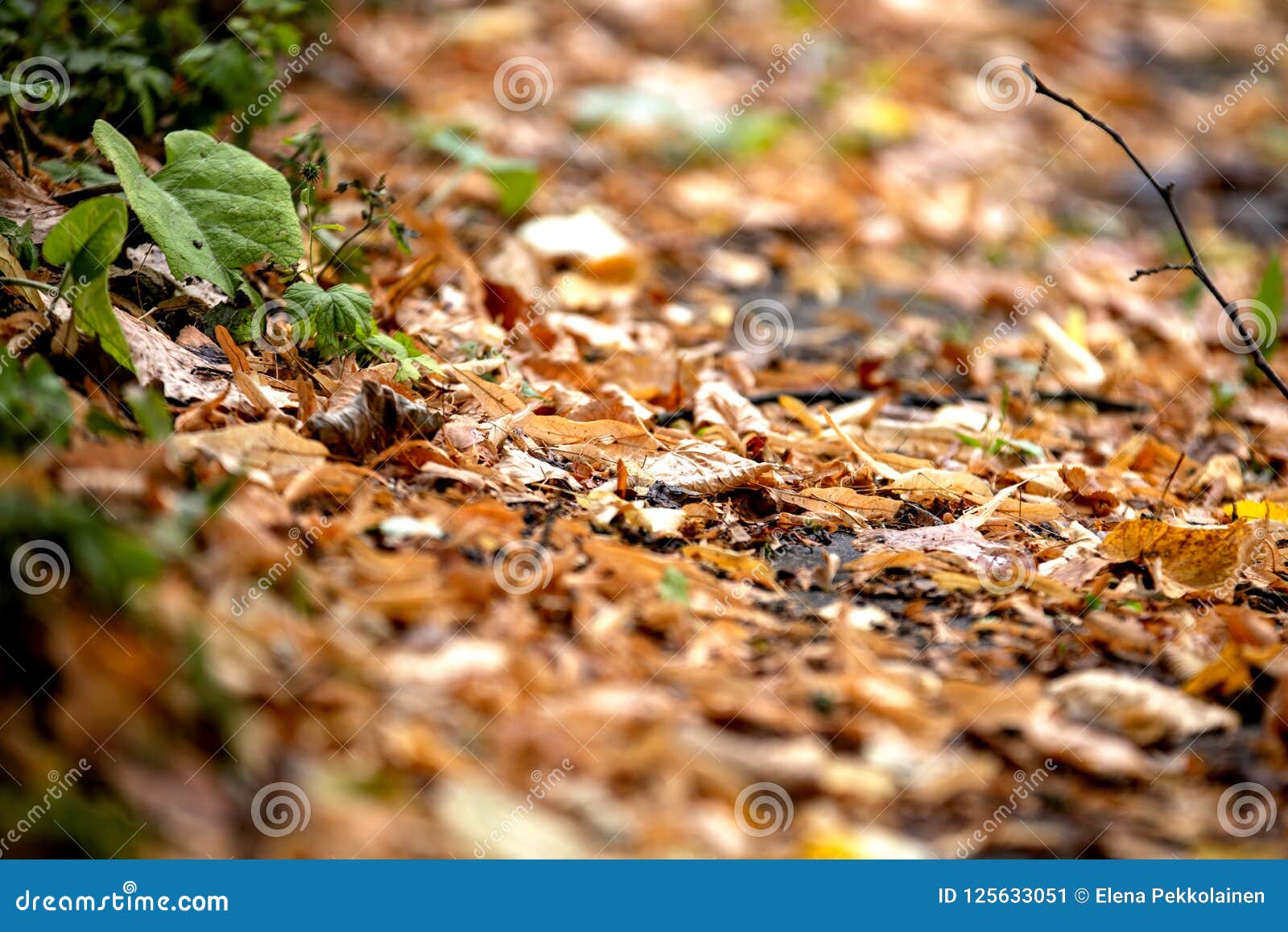 Fall leaf on the ground stock image. Image of bubble - 125633051