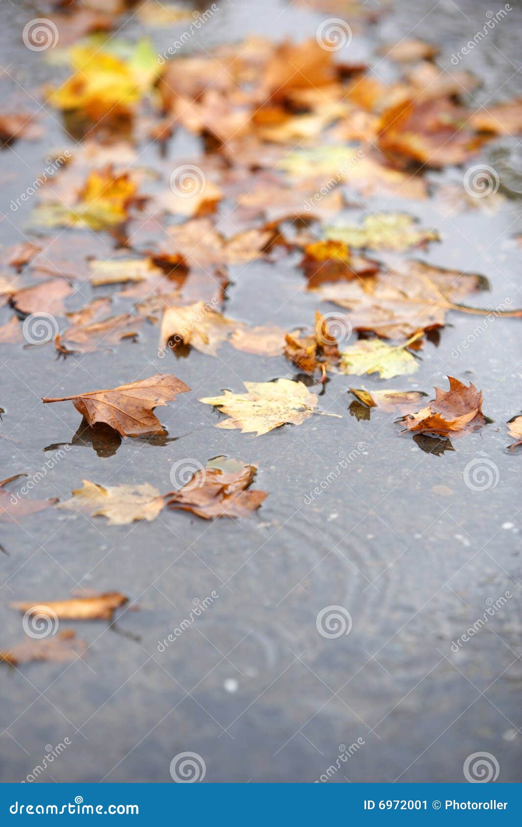 Fall Leaf on the Ground after the Rain Stock Image - Image of freshness ...