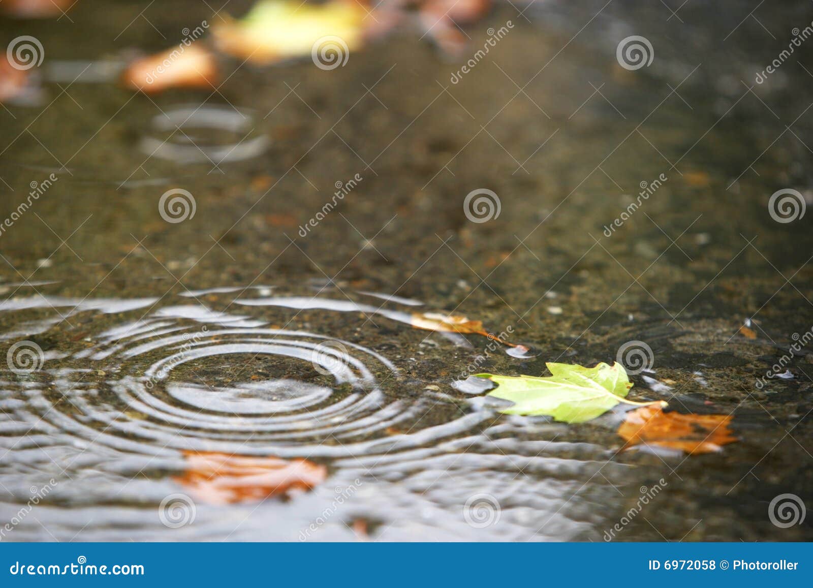 Fall Leaf on the Ground after the Rain Stock Photo - Image of fresh ...
