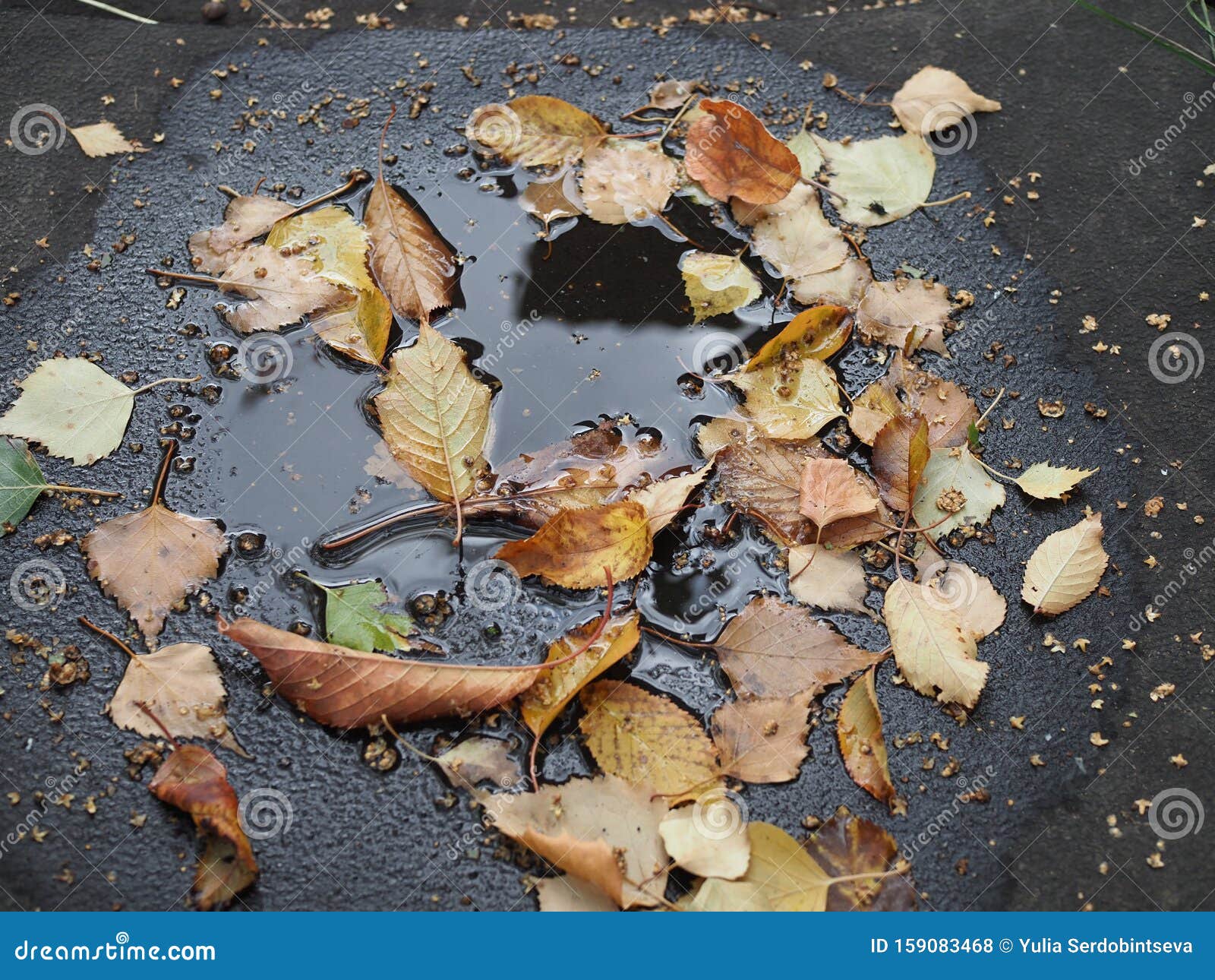 Fall Leaf on the Ground after the Rain Stock Photo - Image of ...