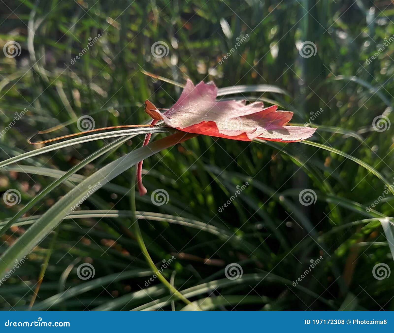 Fall. a Leaf that Has Fallen on the Grass. Stock Photo - Image of ...