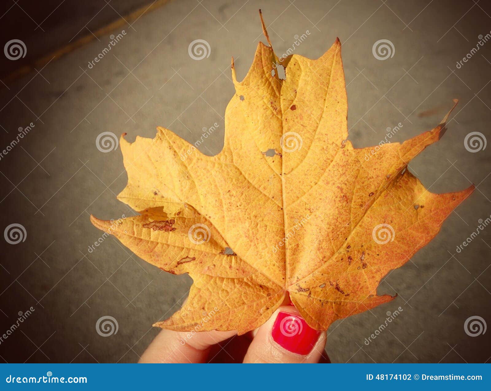 Fall leaf stock photo. Image of infinite, seasons, leaf - 48174102