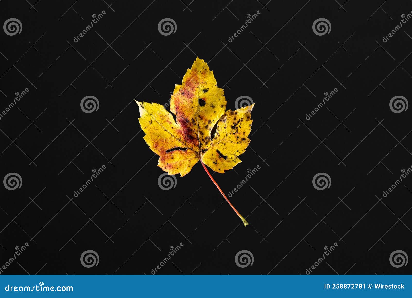 Fall Leaf Isolated on a Black Background Stock Image - Image of ...