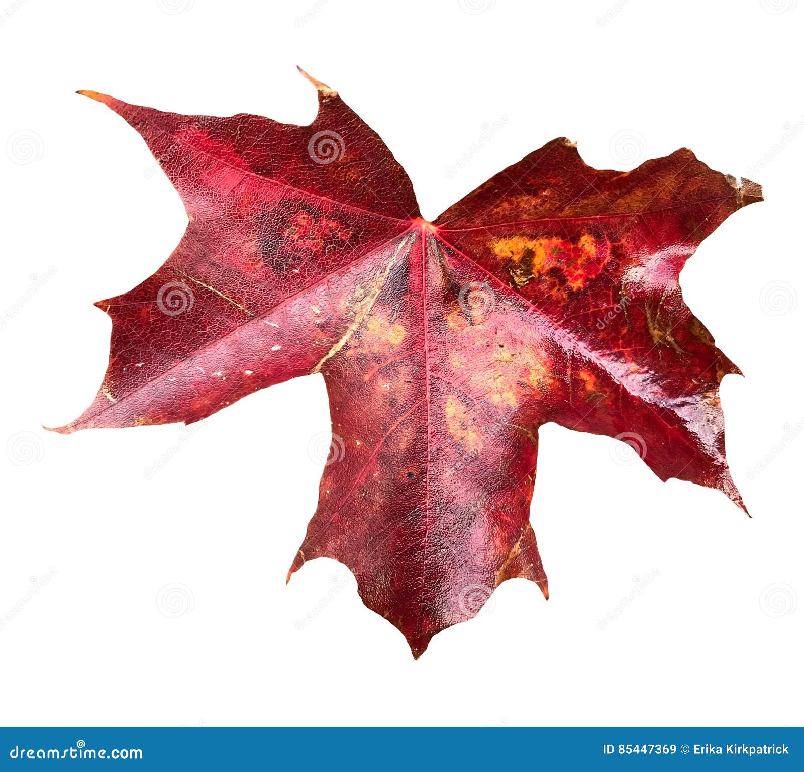 Fall Leaf Isolated stock image. Image of brown, petals - 85447369