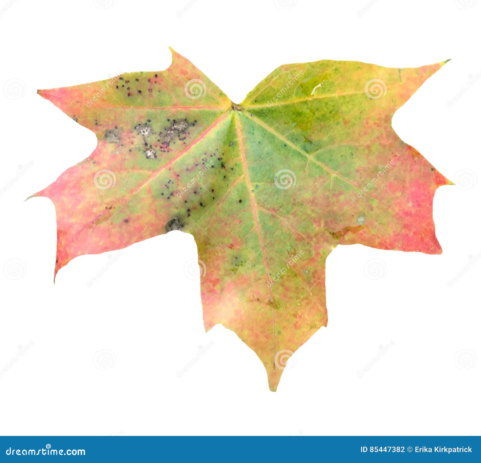 Fall Leaf Isolated stock photo. Image of background, botanical - 85447382
