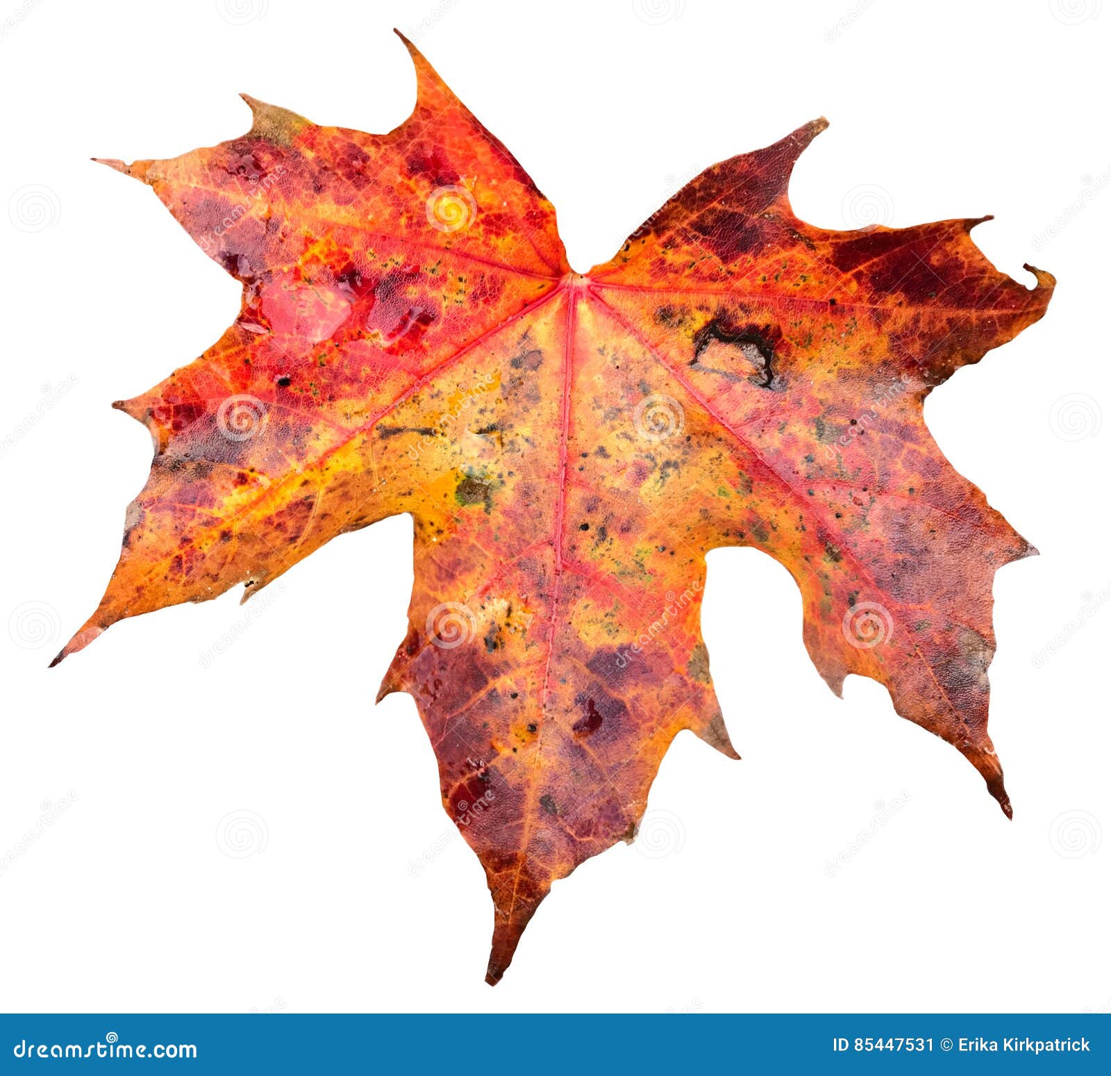 Fall Leaf Isolated stock image. Image of seasons, isolated - 85447531
