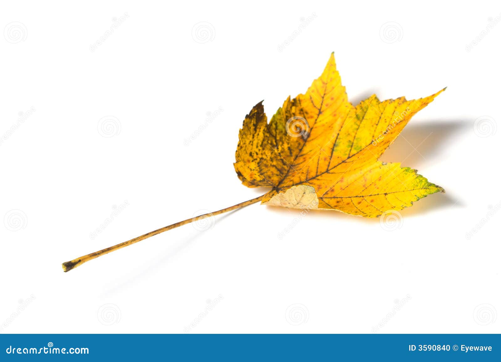 Fall Leaf Isolated on White Stock Photo - Image of orange, white: 3590840