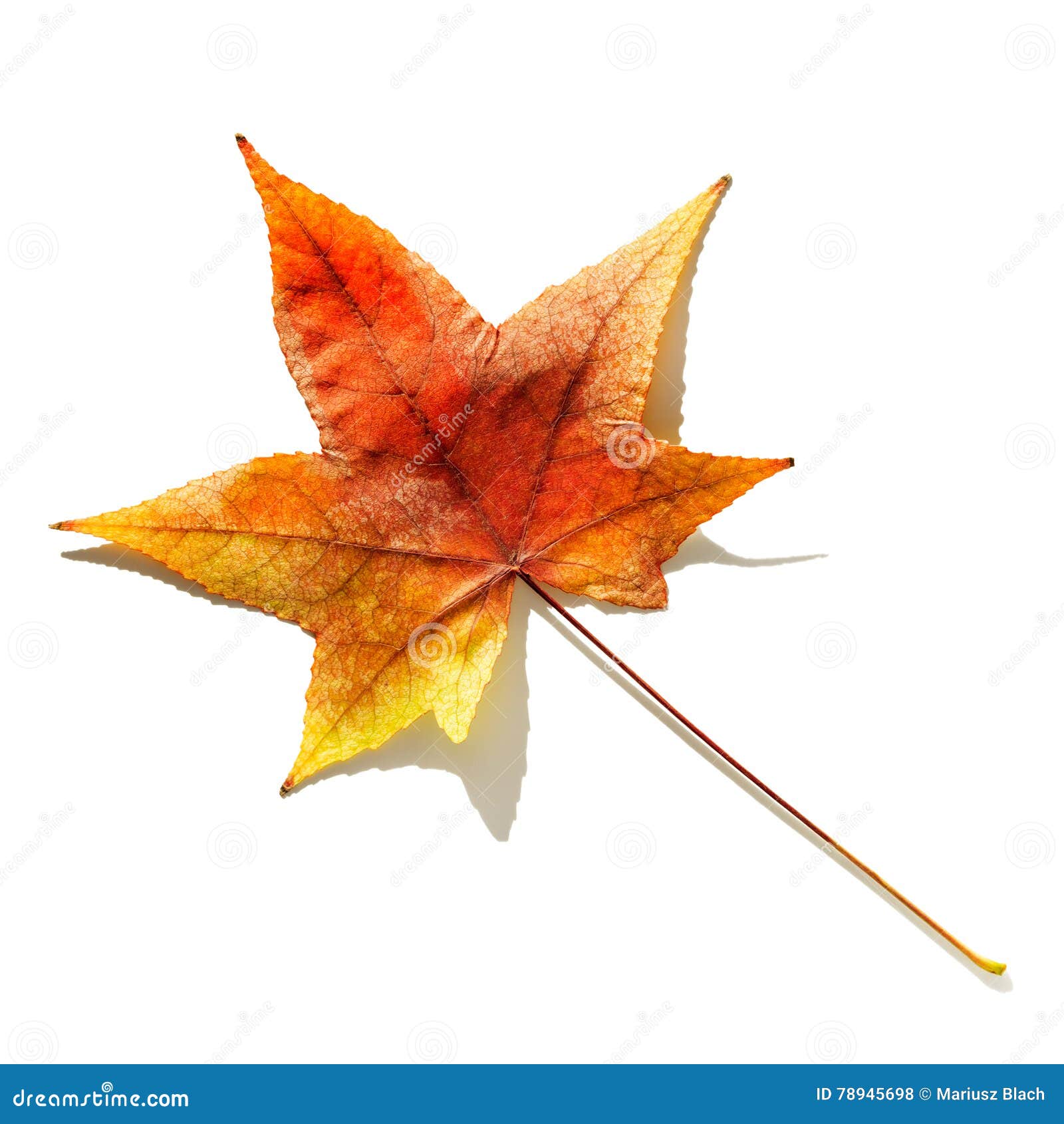 Fall leaf stock photo. Image of october, path, november - 78945698