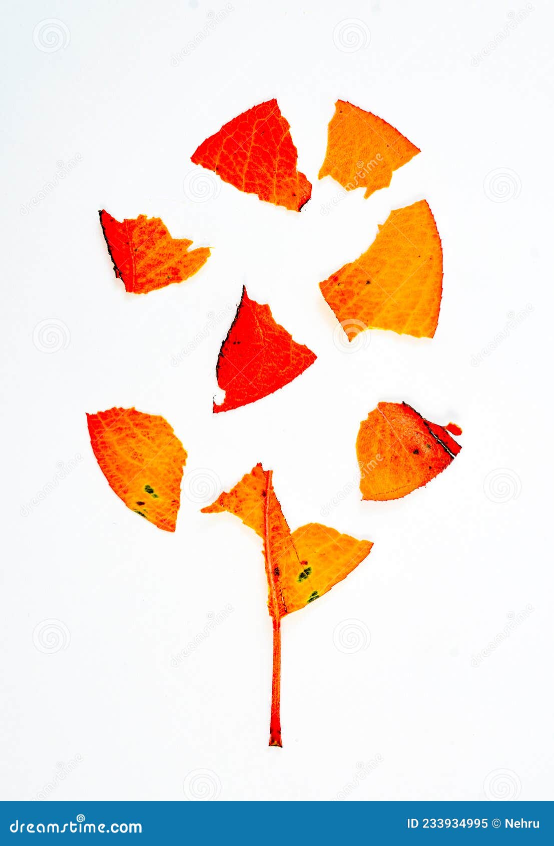 Pieces of a Fall Leaf Isolated on White Background Imafe Stock Image ...