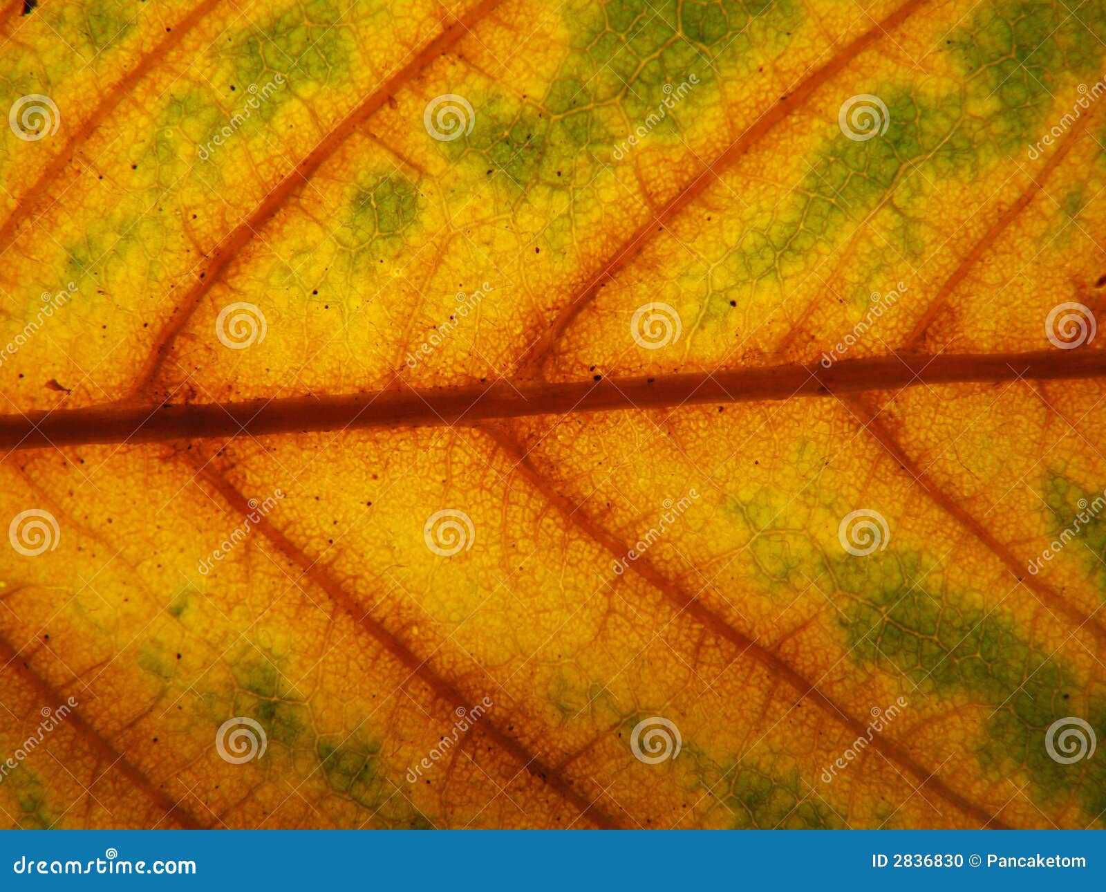 Fall leaf macro stock photo. Image of macro, vein, leaf - 2836830