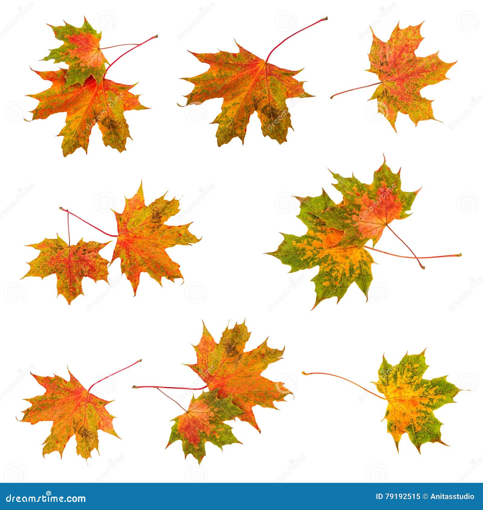 Fall Leaf Maple Leaves Set Collection. Colorful Autumn Leaves Isolated ...