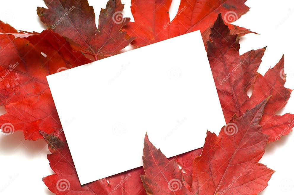 Fall Leaf Note-Card stock image. Image of note, autumn - 3602823