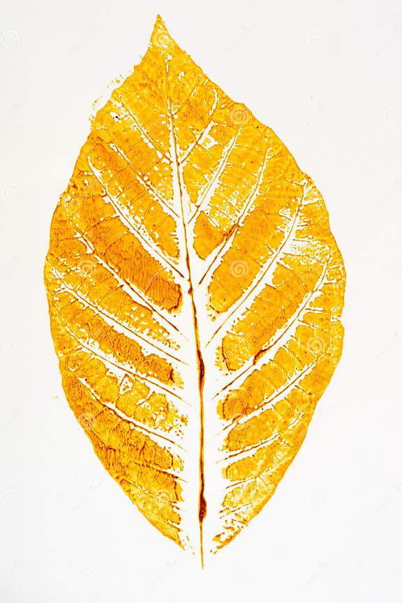 Fall leaf print on paper stock photo. Image of artwork - 123970364