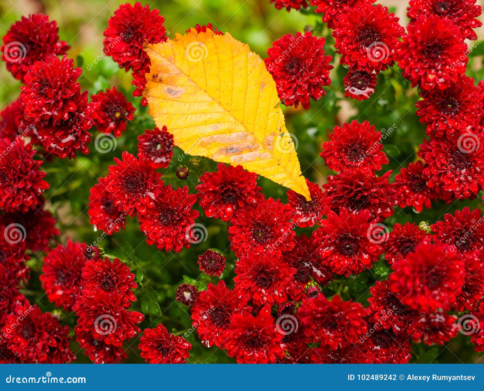 Fall leaf on red flowers stock photo. Image of background - 102489242