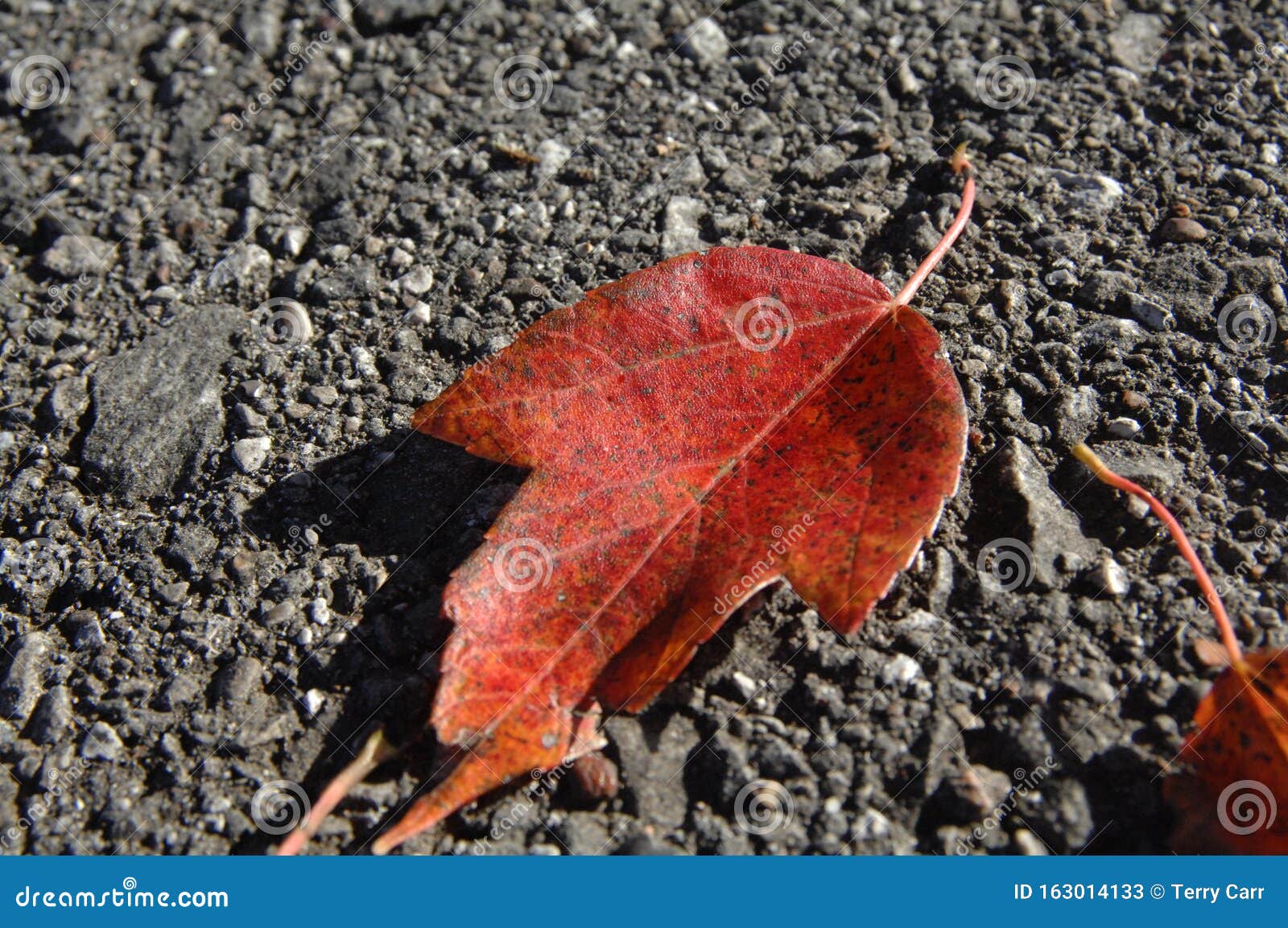 Fall leaf on road stock image. Image of colors, nature - 163014133