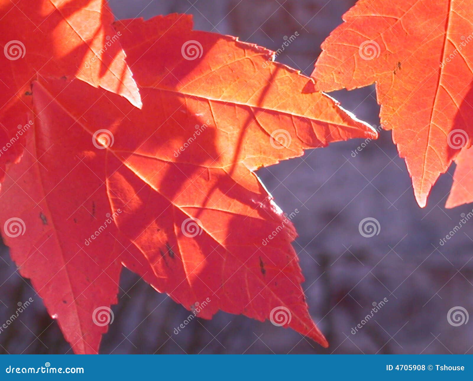 Fall leaf shadow 2 stock photo. Image of light, season - 4705908