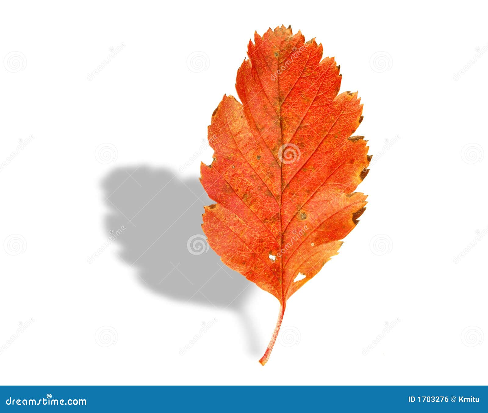 Fall Leaf with Shadow on White Stock Photo - Image of natural, details ...