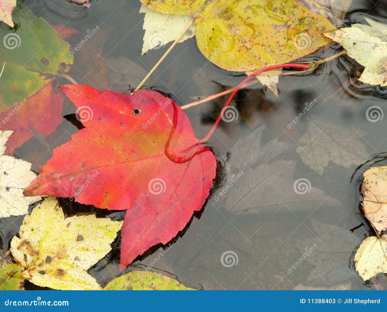 Fall: Leaf Sinking into Pond Stock Image - Image of sinking, season ...
