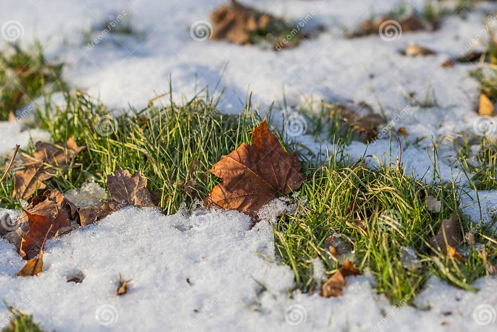 Fall leaf on snow stock image. Image of single, frozen - 37873859