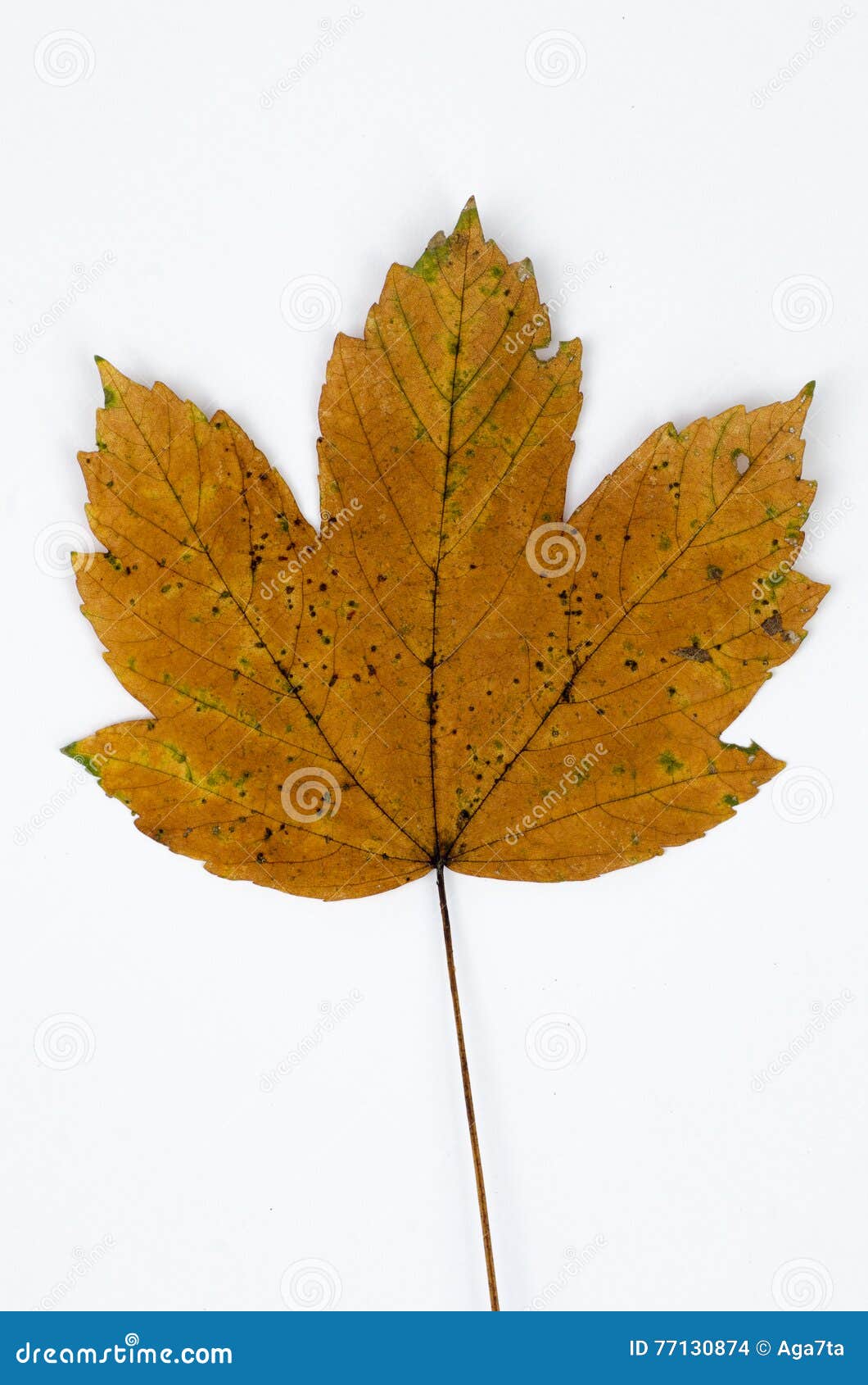 Fall Leaf on White Background Stock Photo - Image of fallen, botany ...